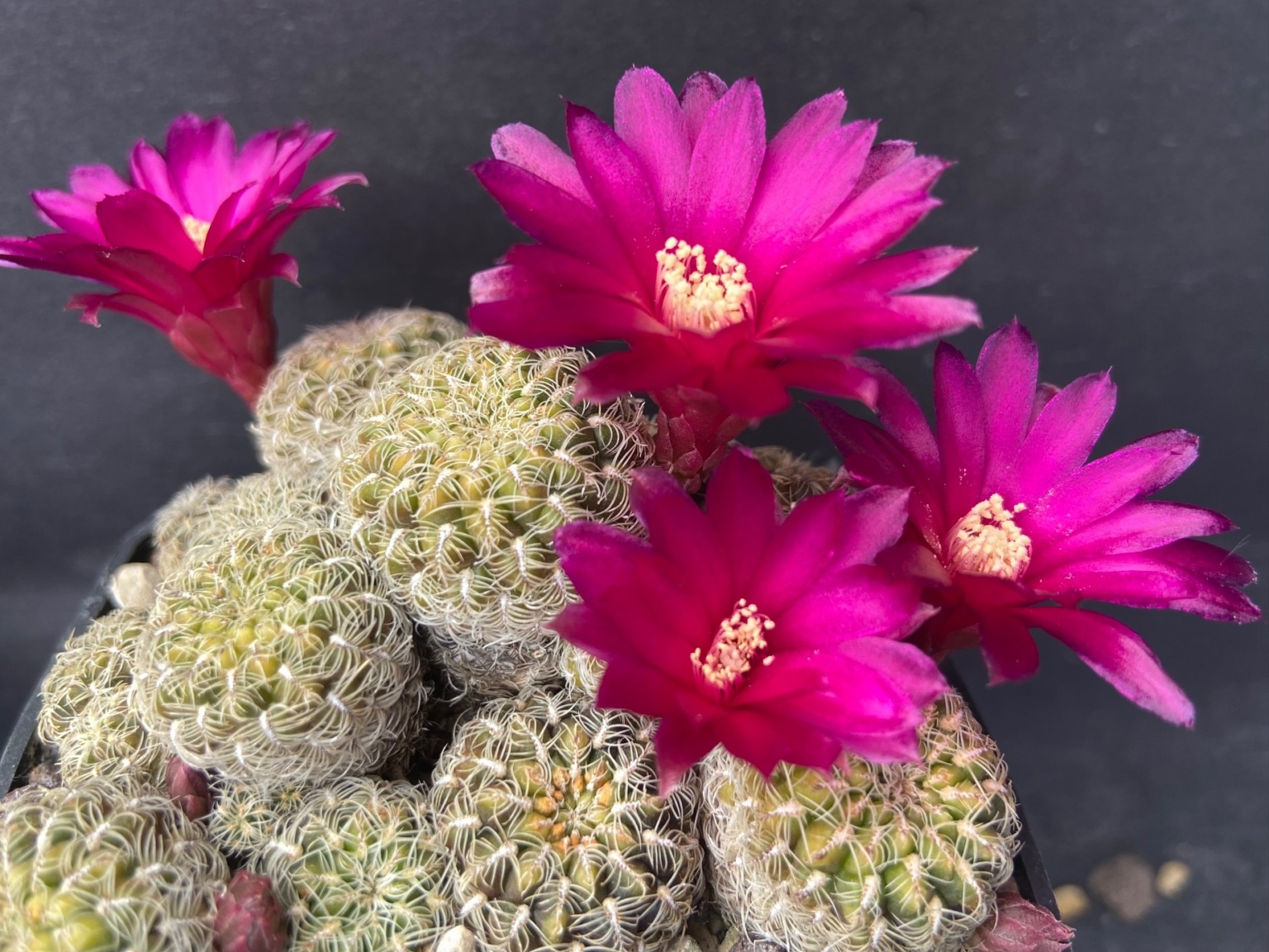 Sulcorebutia (Kultur) - CACTUSGTI - CACTUS GYMNO TILLANDSIEN INTERNATIONAL